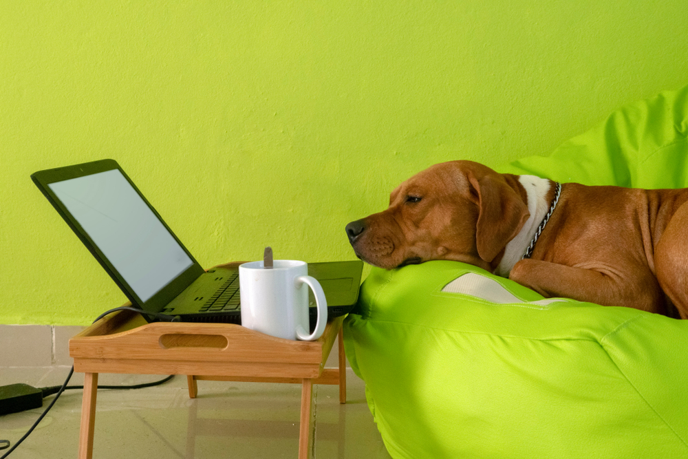 Bevalling hond in aantocht? Bekijk hier de bevalling van een hond (video)